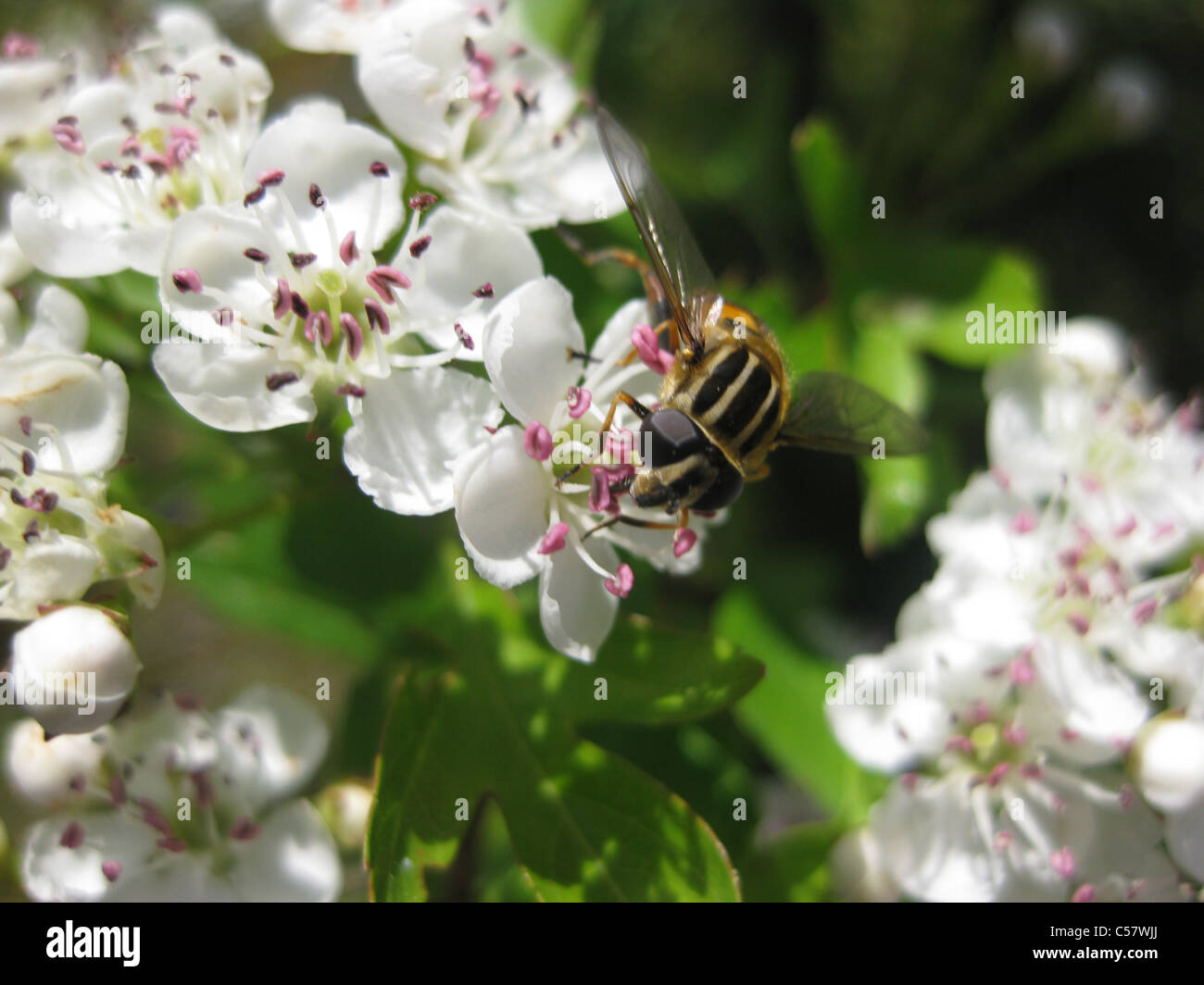 Insect on wild bramble Stock Photo - Alamy