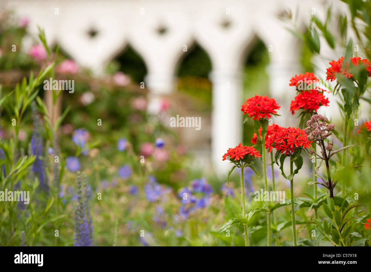 Lychnis chalcedonica, Maltese Cross Flower, with Geranium pratense and ...