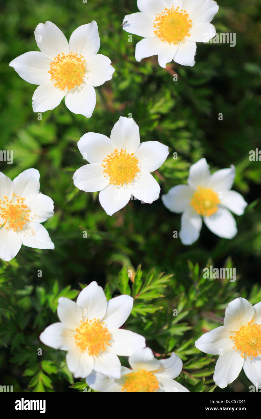 Alpine anemone hi-res stock photography and images - Alamy