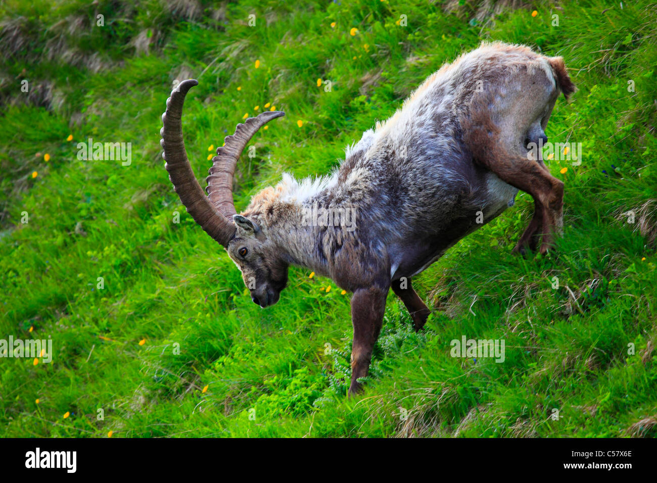1, Alps, fauna, Alpine fauna, Alpine, mountain, mountain fauna ...