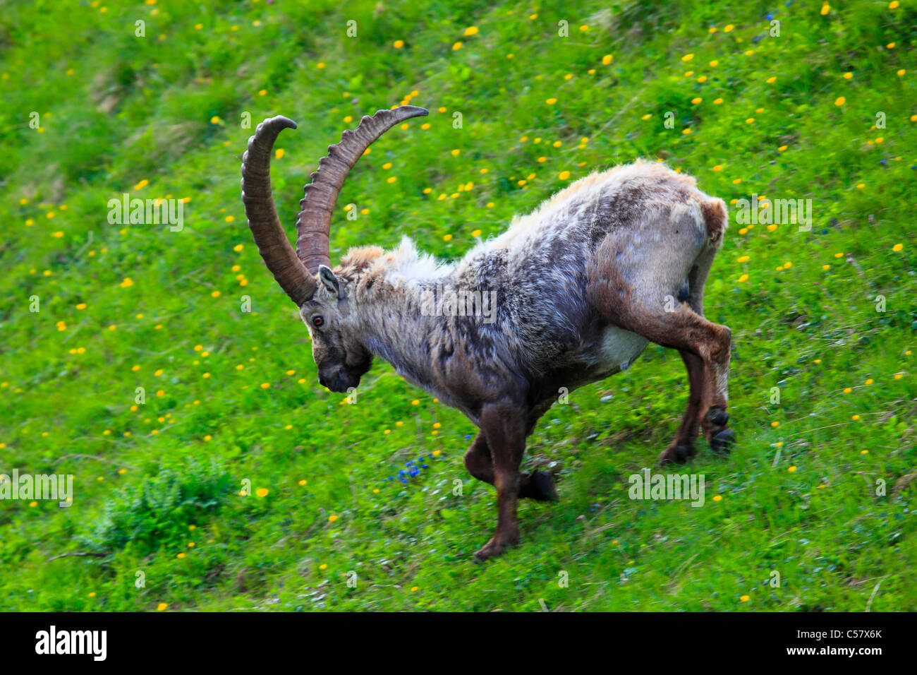 1, Alps, fauna, Alpine fauna, Alpine, mountain, mountain fauna ...