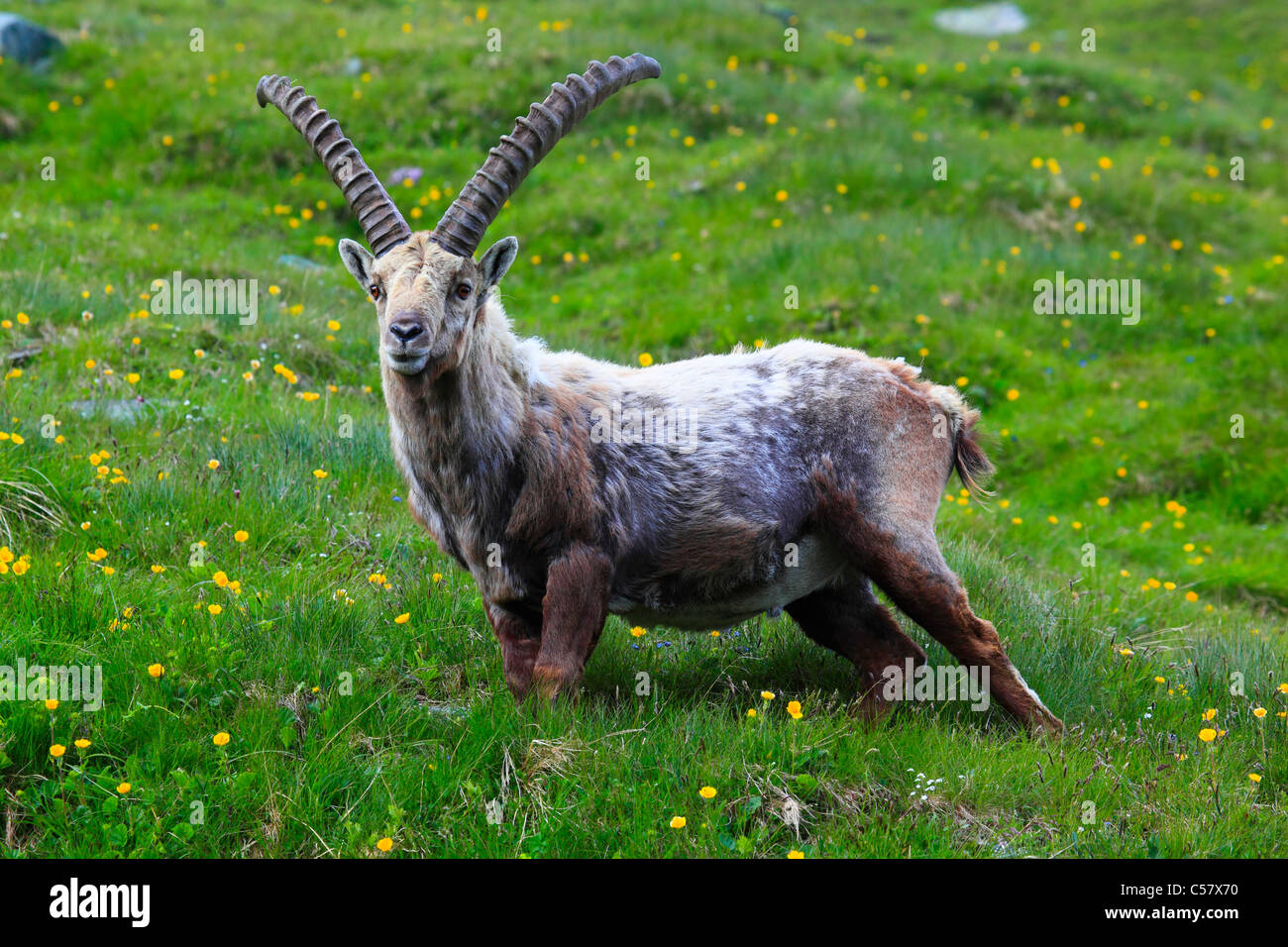 1, Alps, fauna, Alpine fauna, Alpine, mountain, mountain fauna ...