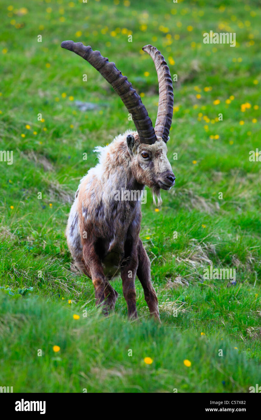 1, Alps, fauna, Alpine fauna, Alpine, mountain, mountain fauna ...