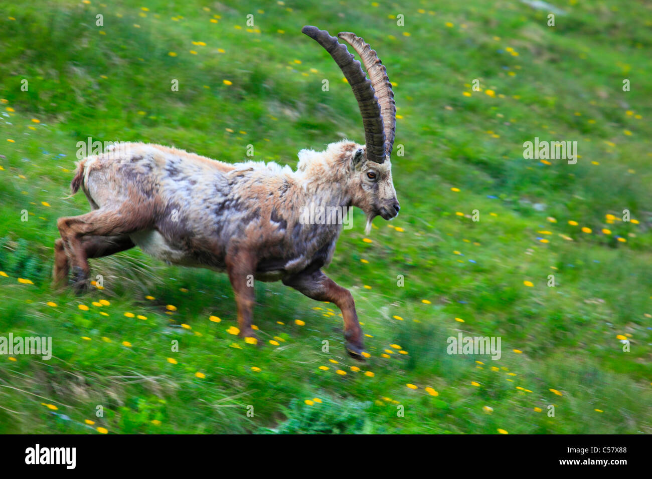 1, Alps, fauna, Alpine fauna, Alpine, mountain, mountain fauna ...