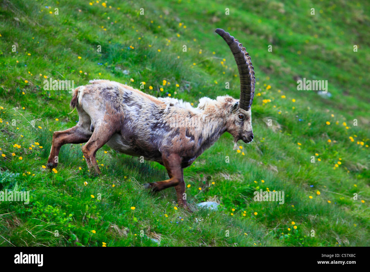 1, Alps, fauna, Alpine fauna, Alpine, mountain, mountain fauna ...
