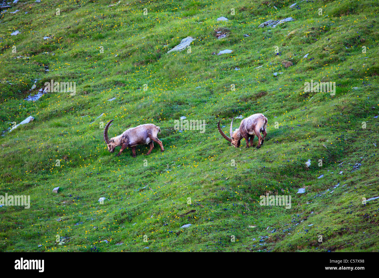 2, Alps, eat fauna, Alpine fauna, Alpine, mountain, mountain fauna ...