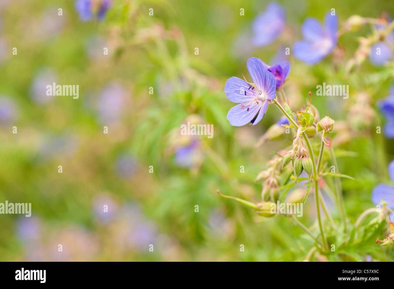 British wildflowers cranesbill hi-res stock photography and images - Alamy