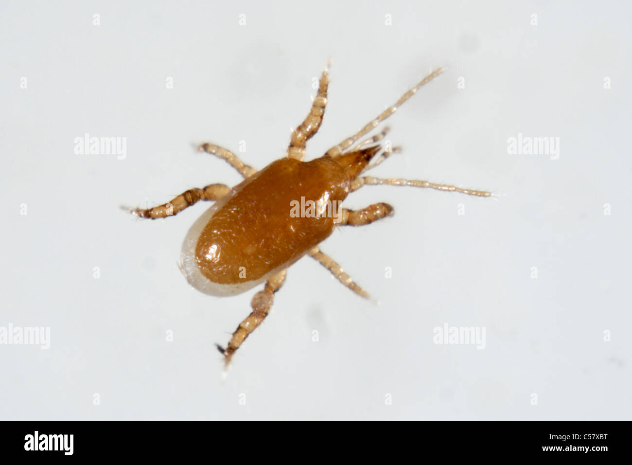 Predatory mite (Macrocheles robustulus) adult predator of thrips ...