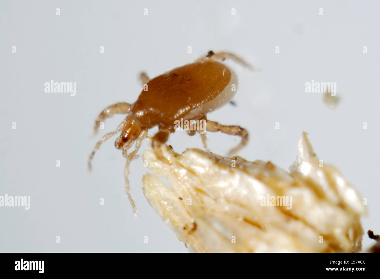 Predatory mite (Macrocheles robustulus) adult predator of thrips ...