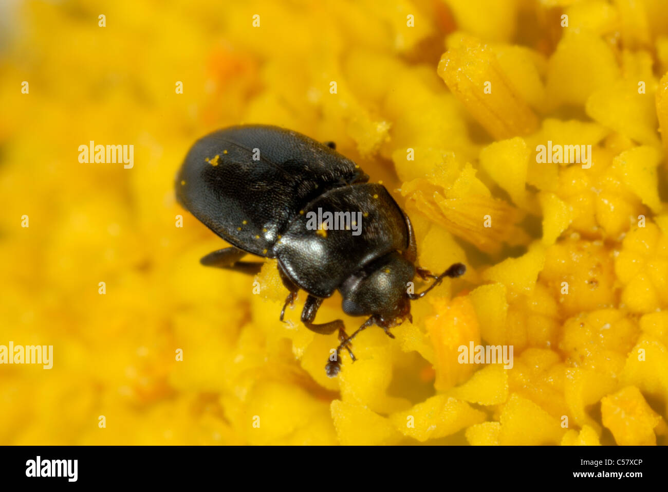 A pollen beetle (Brassicogethes aeneus) on a marguerite daisy ...