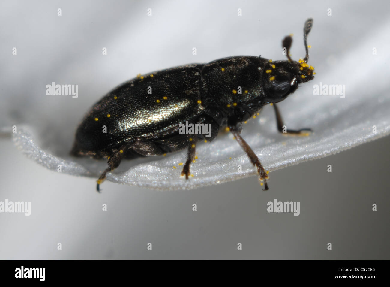 Pollen beetle meligethes aeneus hi-res stock photography and images - Alamy