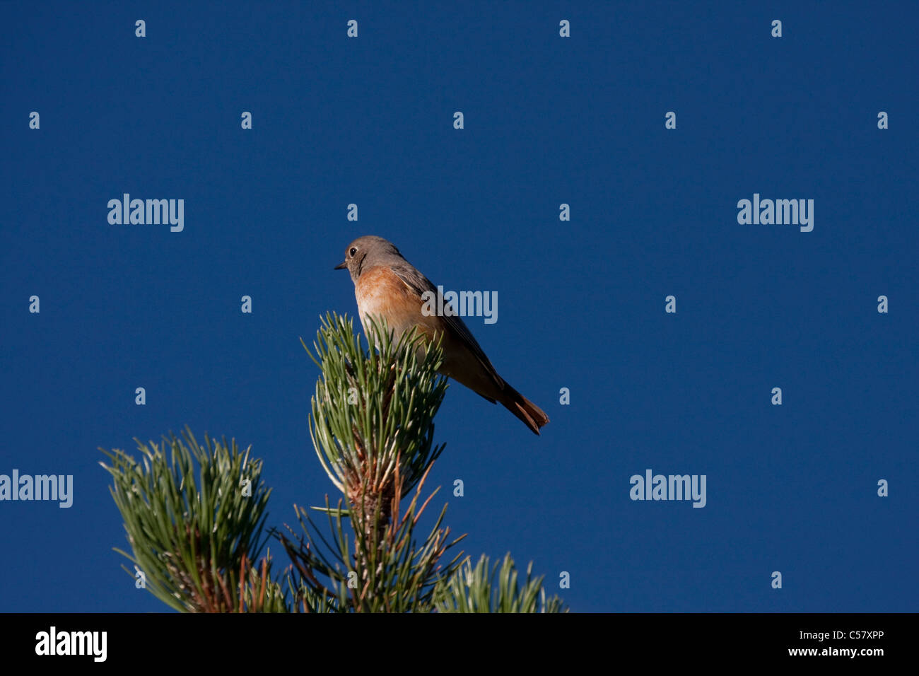 Redstart bird hi-res stock photography and images - Alamy
