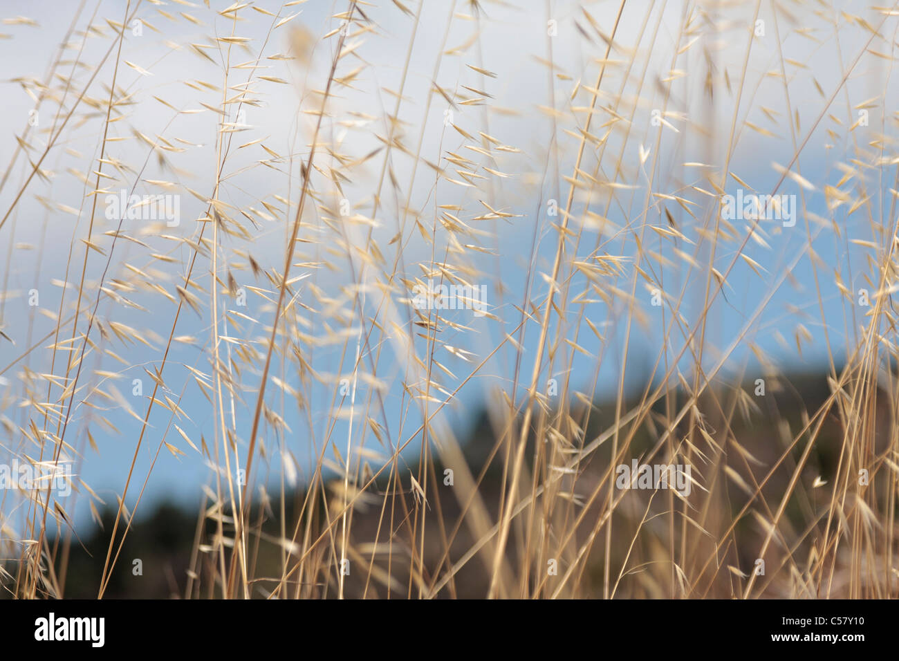 Waving grasses hi-res stock photography and images - Alamy