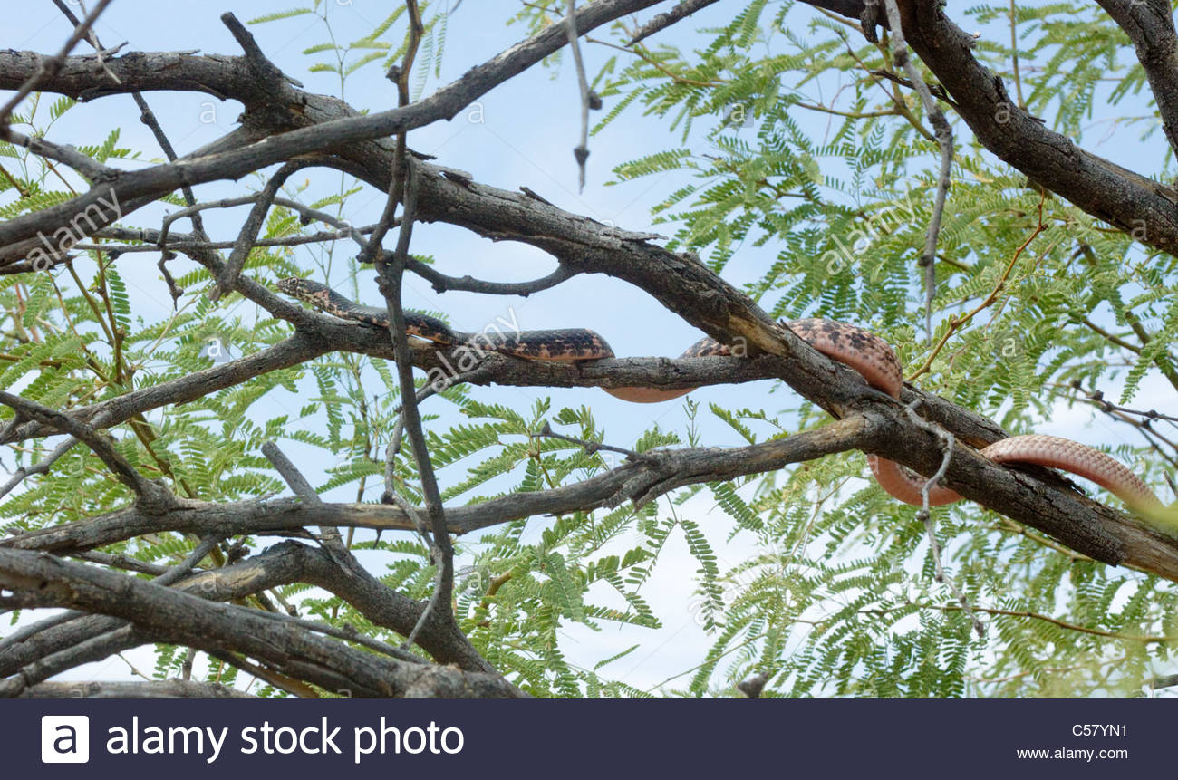 Masticophis High Resolution Stock Photography and Images - Alamy