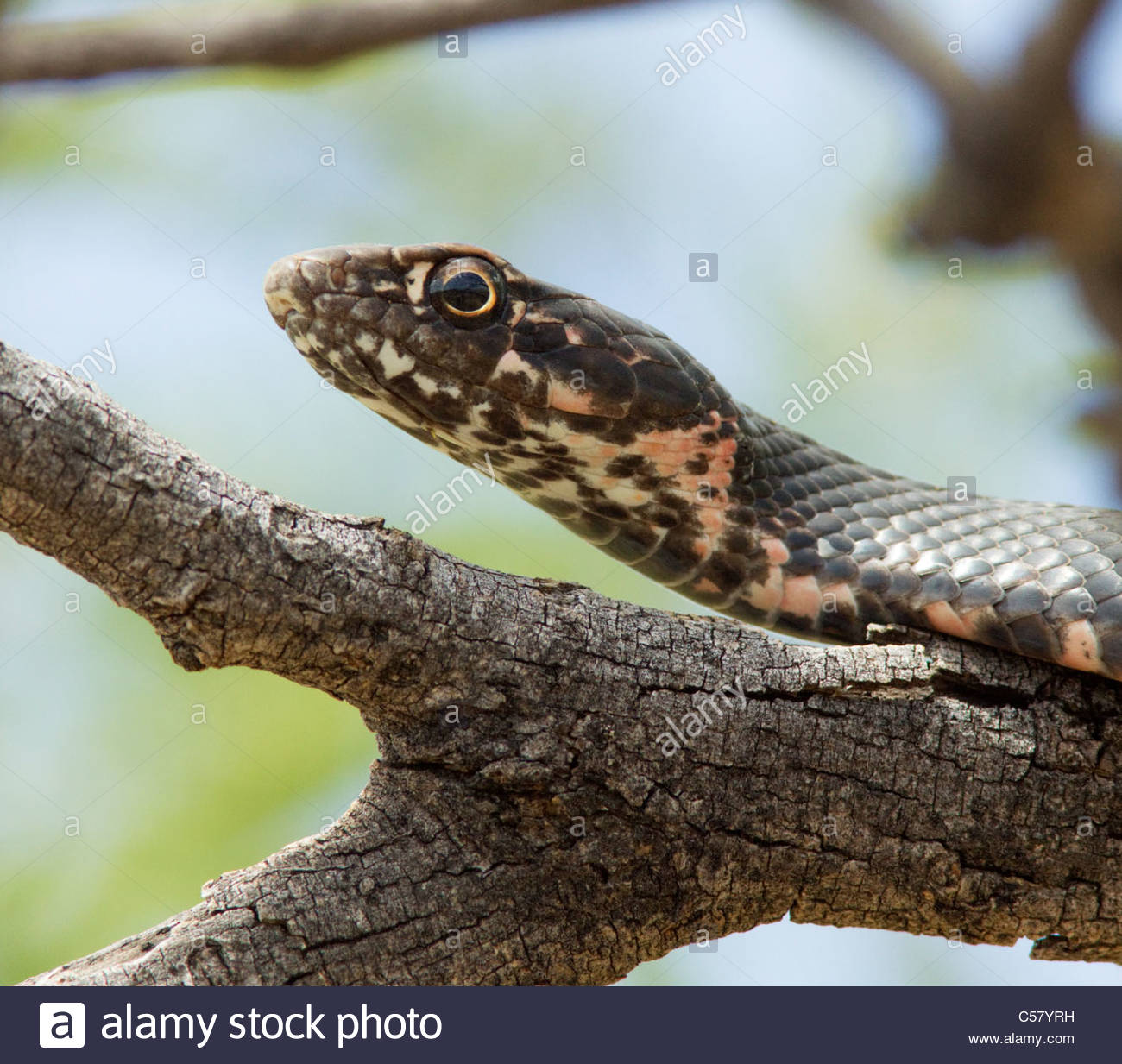 Masticophis High Resolution Stock Photography and Images - Alamy