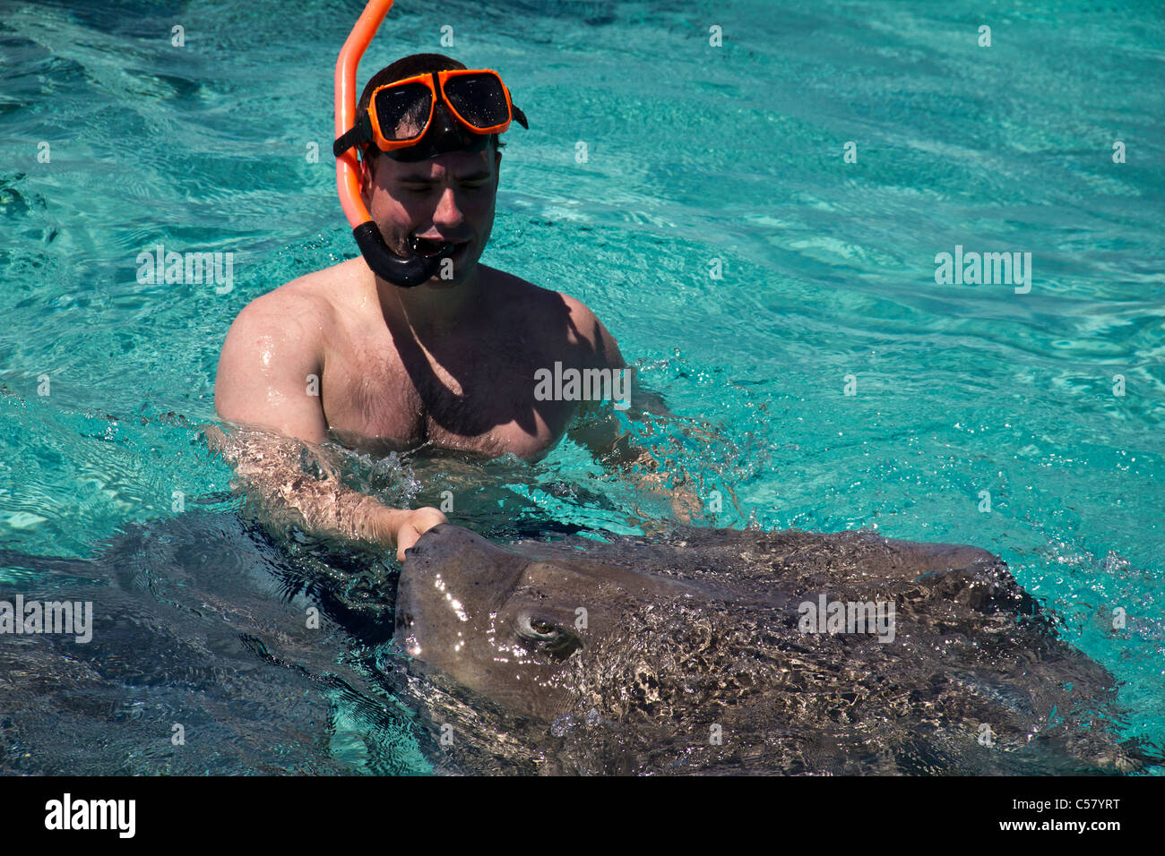 People interact with the stingrays at Stingray City, Cayman Islands ...