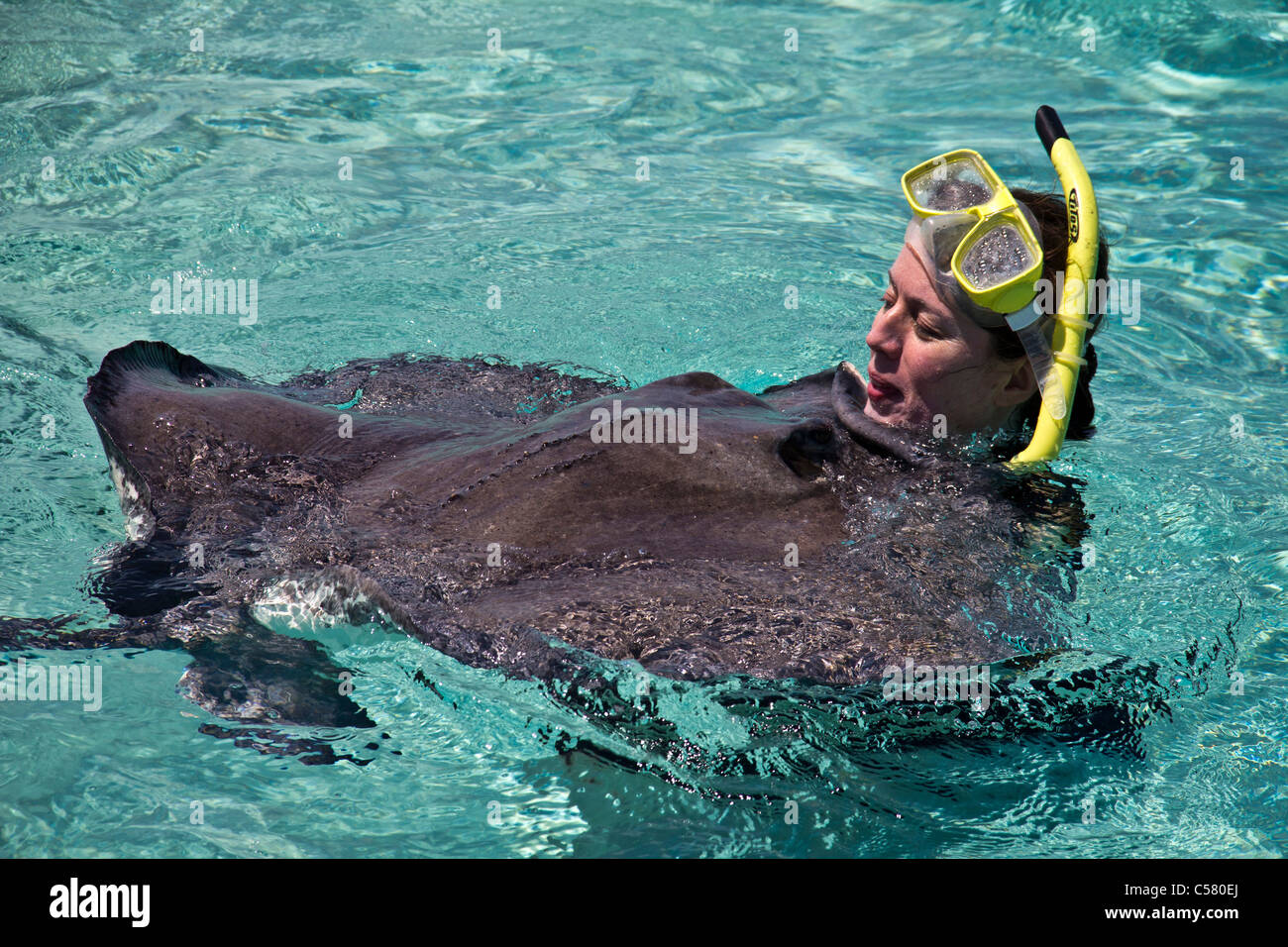 People interact with the stingrays at Stingray City, Cayman Islands ...