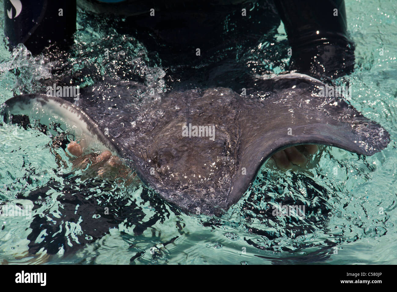 People interact with the stingrays at Stingray City, Cayman Islands ...