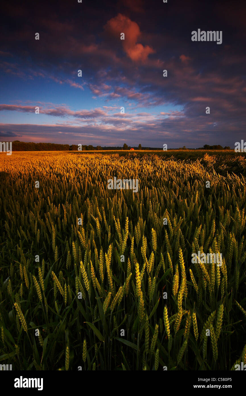 A wheat field in late afternoon light Stock Photo - Alamy