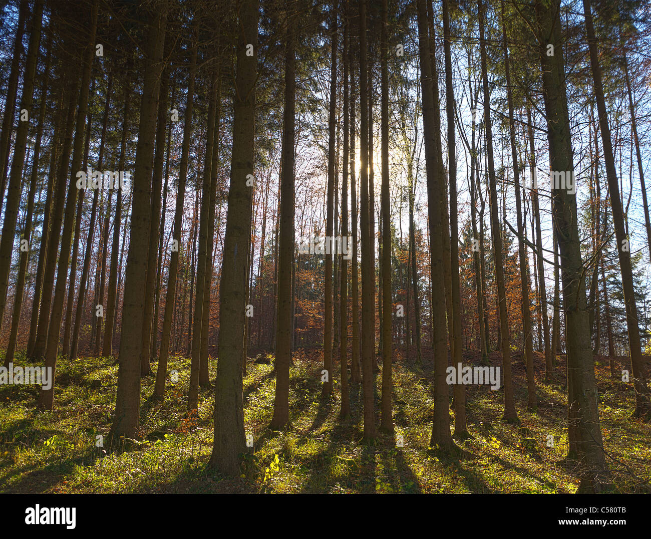 sun slanting through trees of autumn forest Stock Photo - Alamy