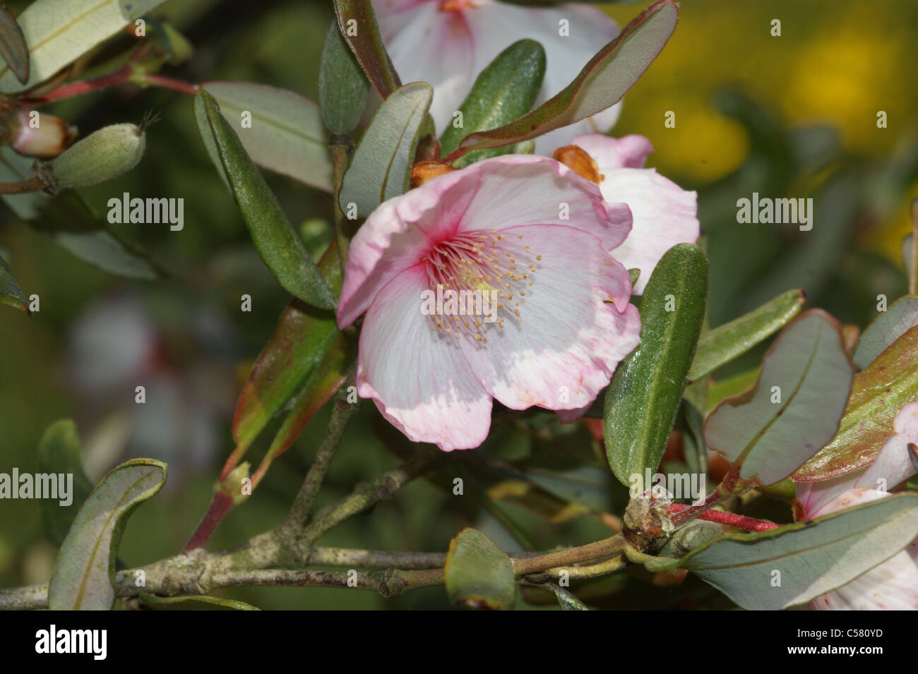 Eucryphia hi-res stock photography and images - Alamy