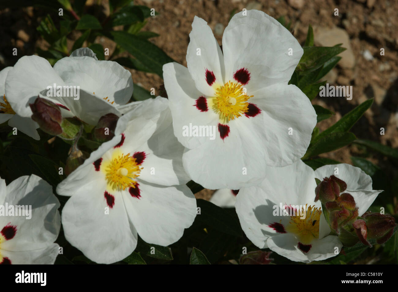 Cistus cyprius hi-res stock photography and images - Alamy