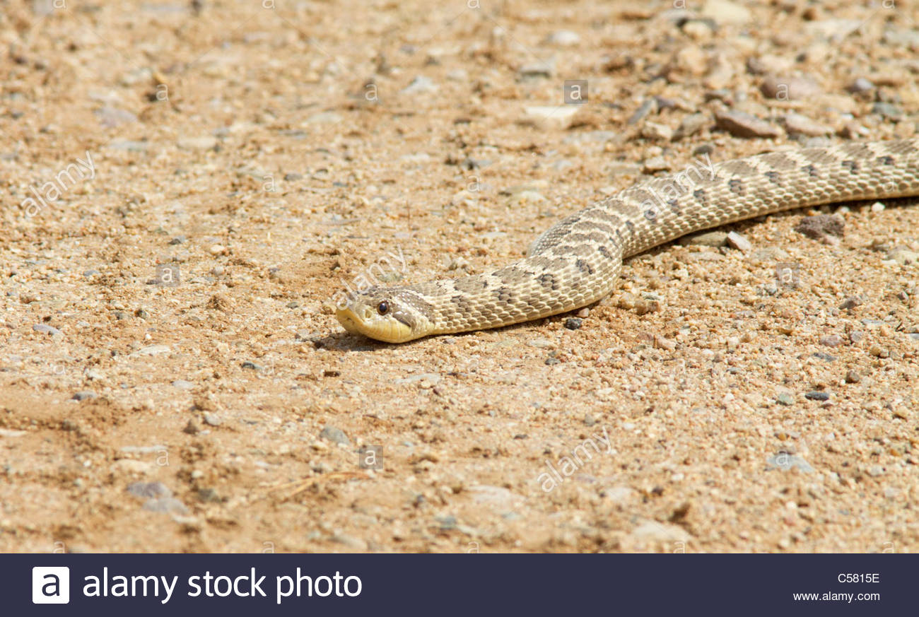 Hognose Snake High Resolution Stock Photography and Images - Alamy