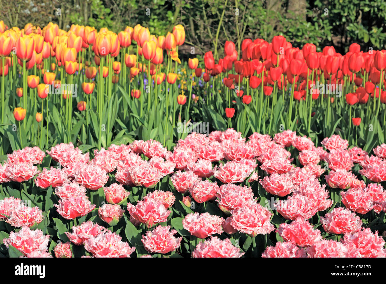 Netherlands, Holland, Europe, European, Western Europe, Dutch, Flower ...