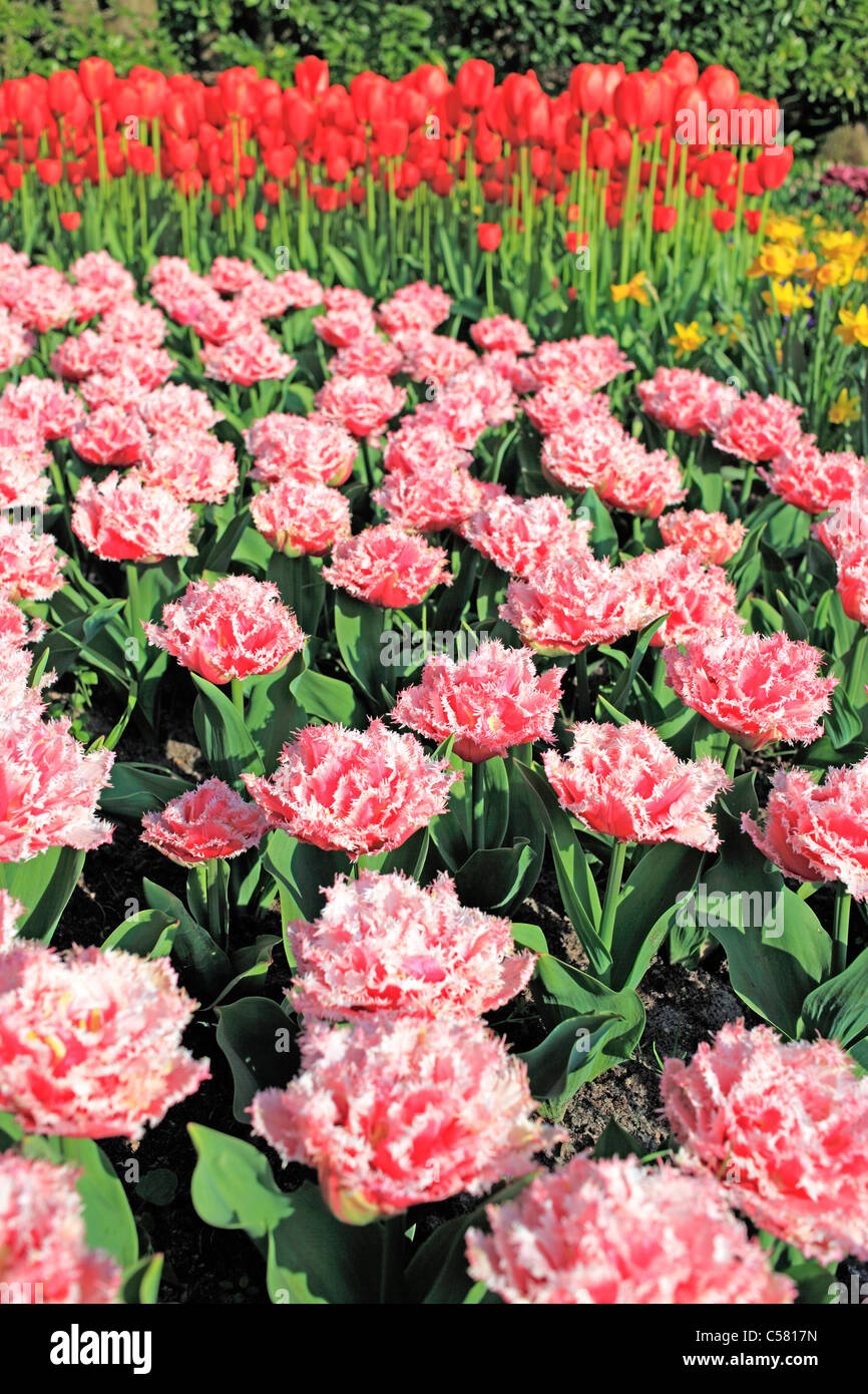 Netherlands, Holland, Europe, European, Western Europe, Dutch, Flower ...