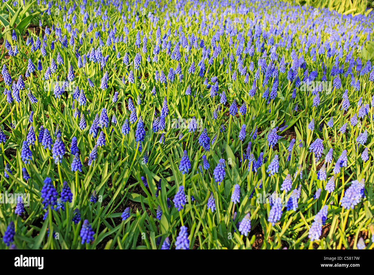 Netherlands, Holland, Europe, European, Western Europe, Dutch, Flower ...