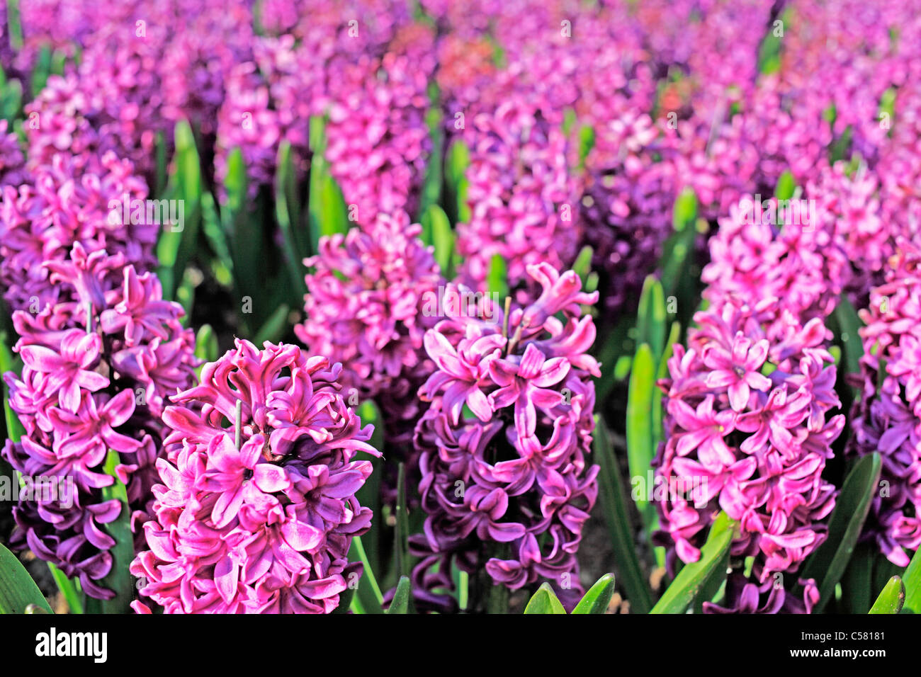 Netherlands, Holland, Europe, European, Western Europe, Dutch, Flower ...