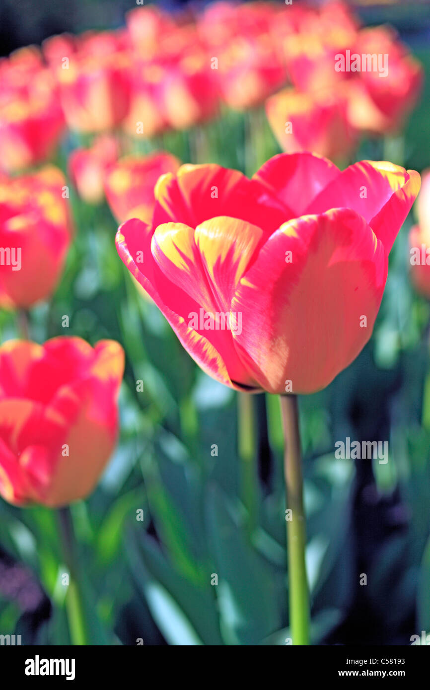 Netherlands, Holland, Europe, European, Western Europe, Dutch, Flower ...