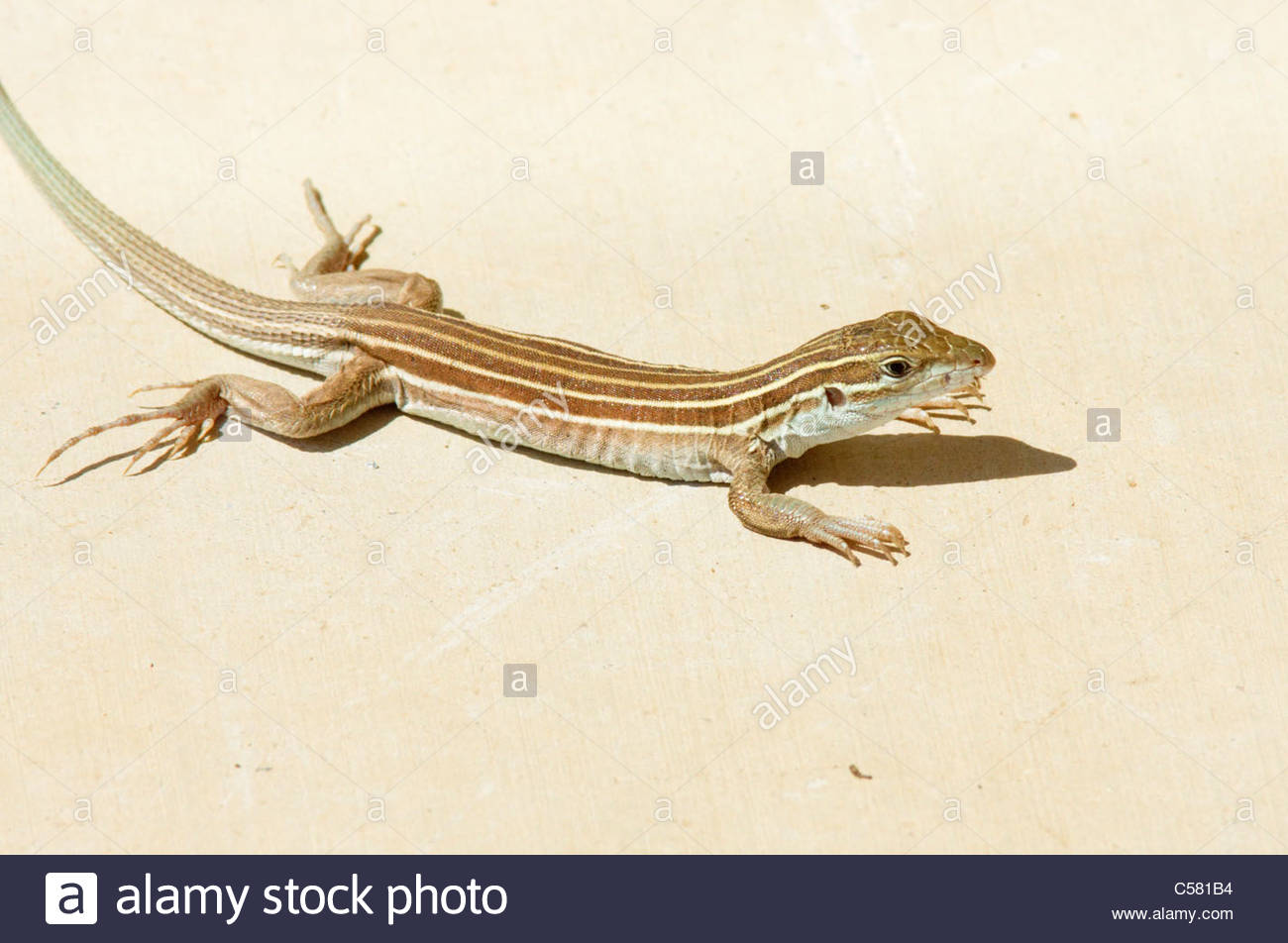 Aspidoscelis Stock Photos & Aspidoscelis Stock Images - Alamy