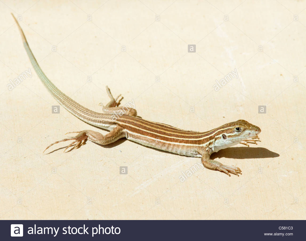 Aspidoscelis High Resolution Stock Photography and Images - Alamy