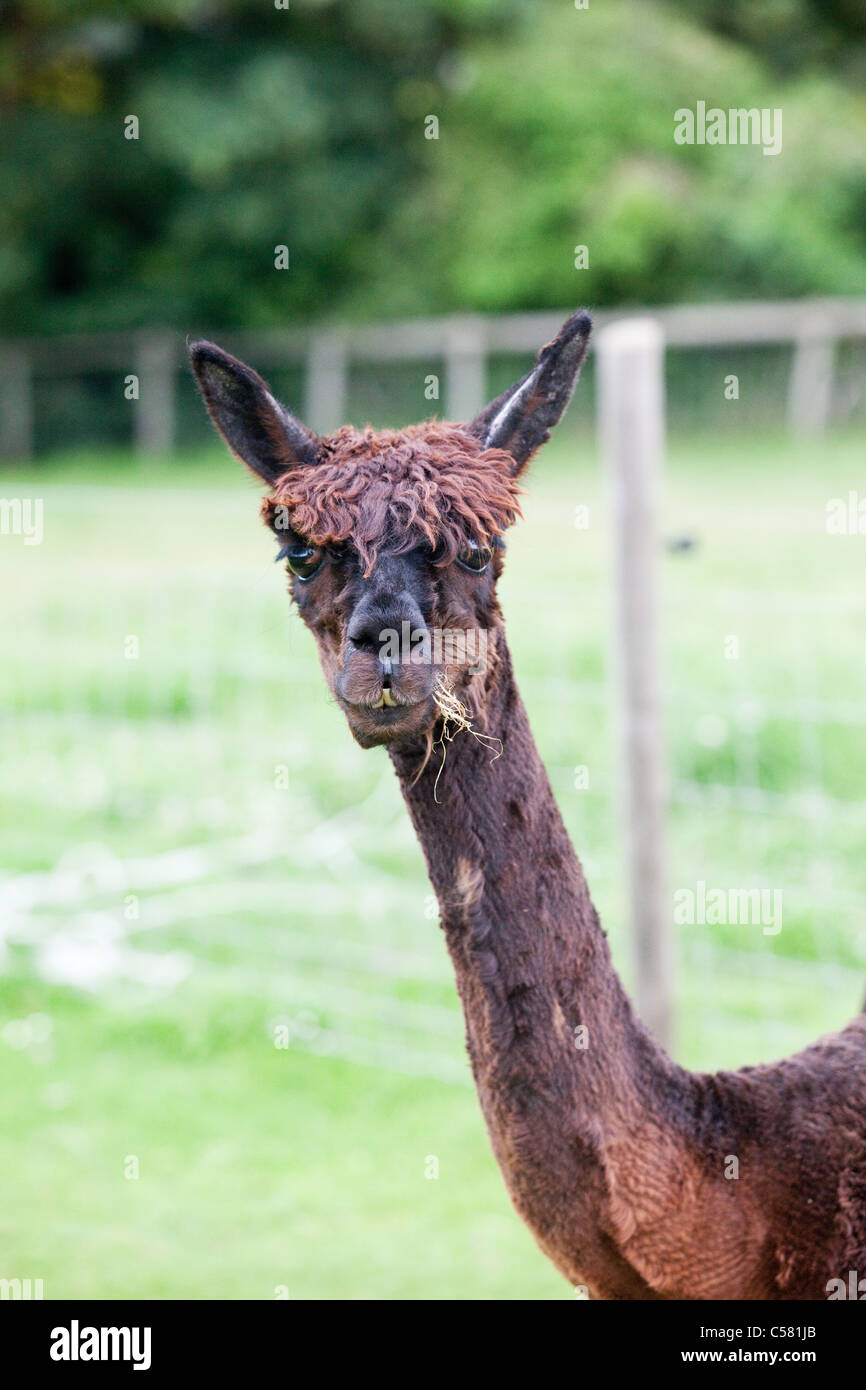 Sheared llama hi-res stock photography and images - Alamy