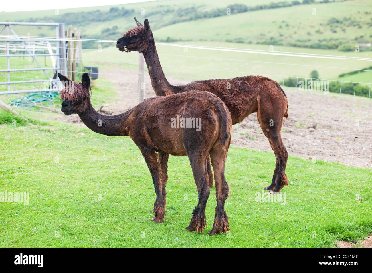 Suri hi-res stock photography and images - Alamy