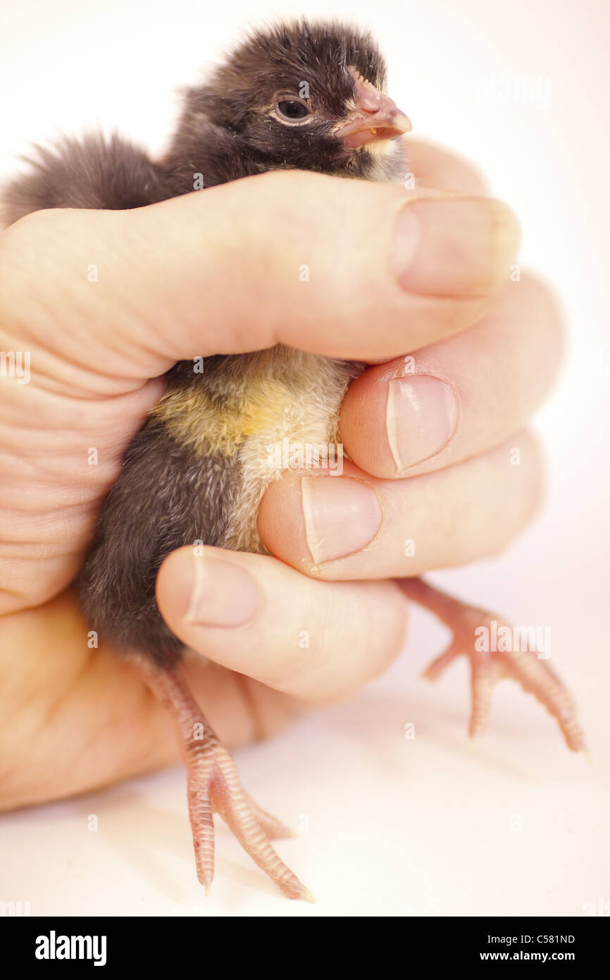 Bird in his hand hi-res stock photography and images - Alamy