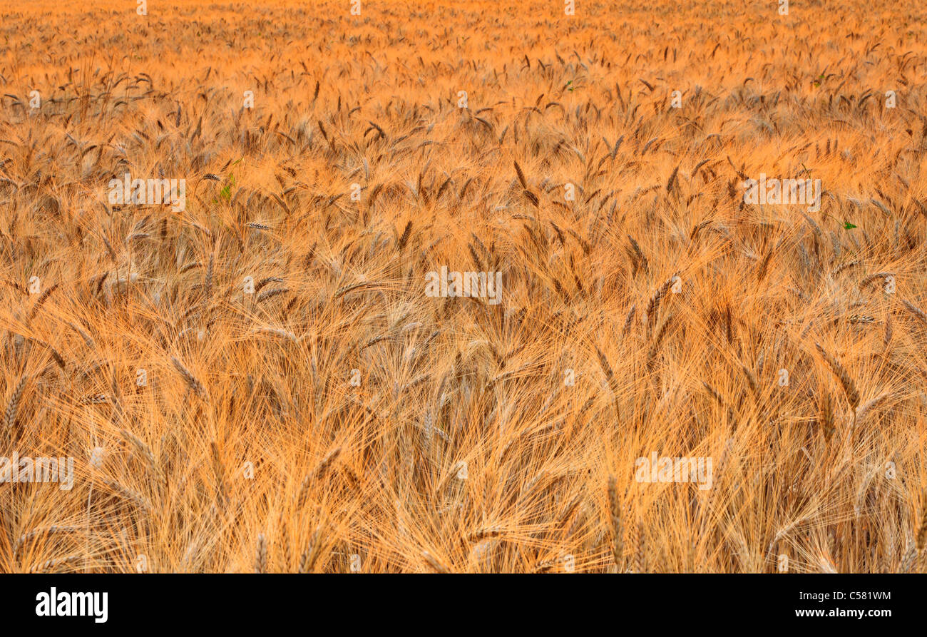 Evening light on a mature barley field Stock Photo - Alamy