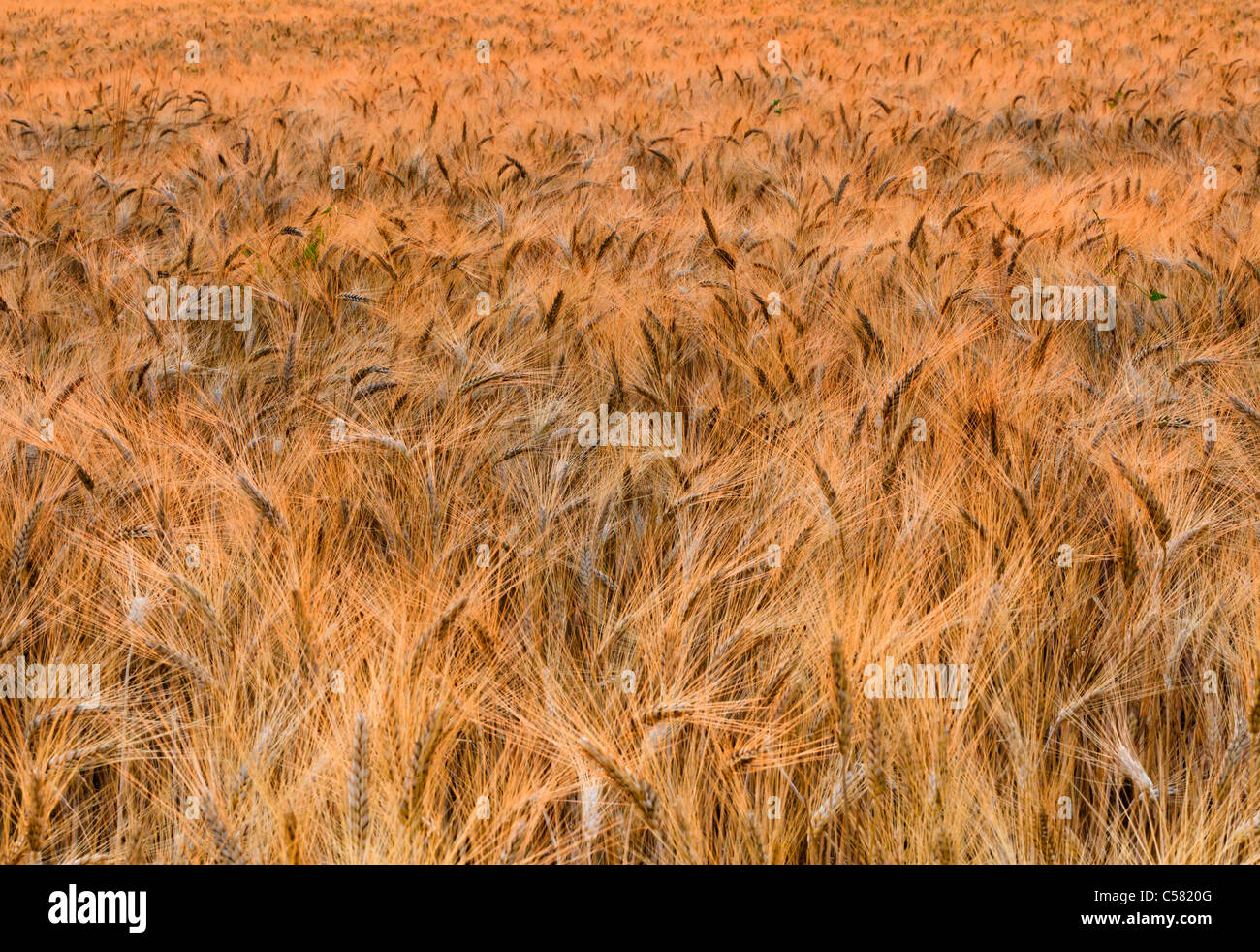 Close up shot of barley stalk in late evening light, Italy Stock Photo ...