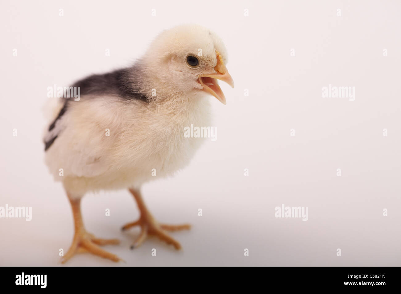 Two week old chicks Stock Photo - Alamy