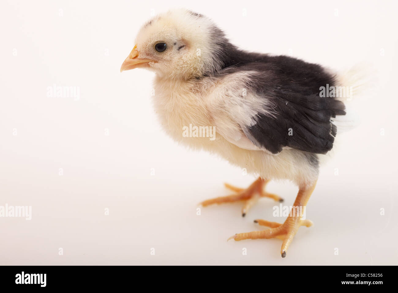 Two week old chicks Stock Photo - Alamy