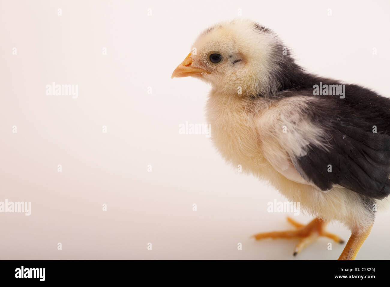 Two week old chicks Stock Photo - Alamy