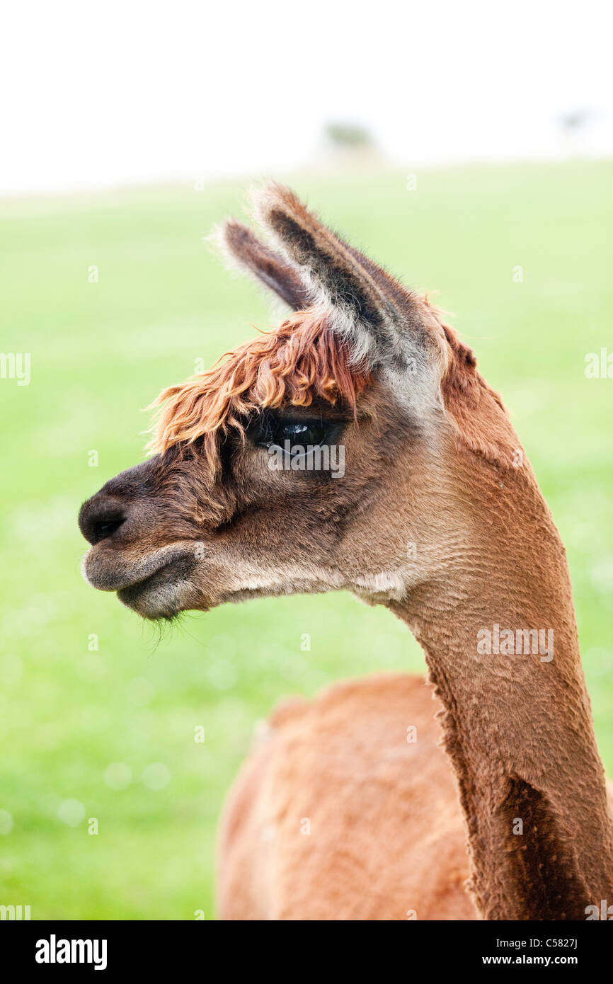 Suri hi-res stock photography and images - Alamy