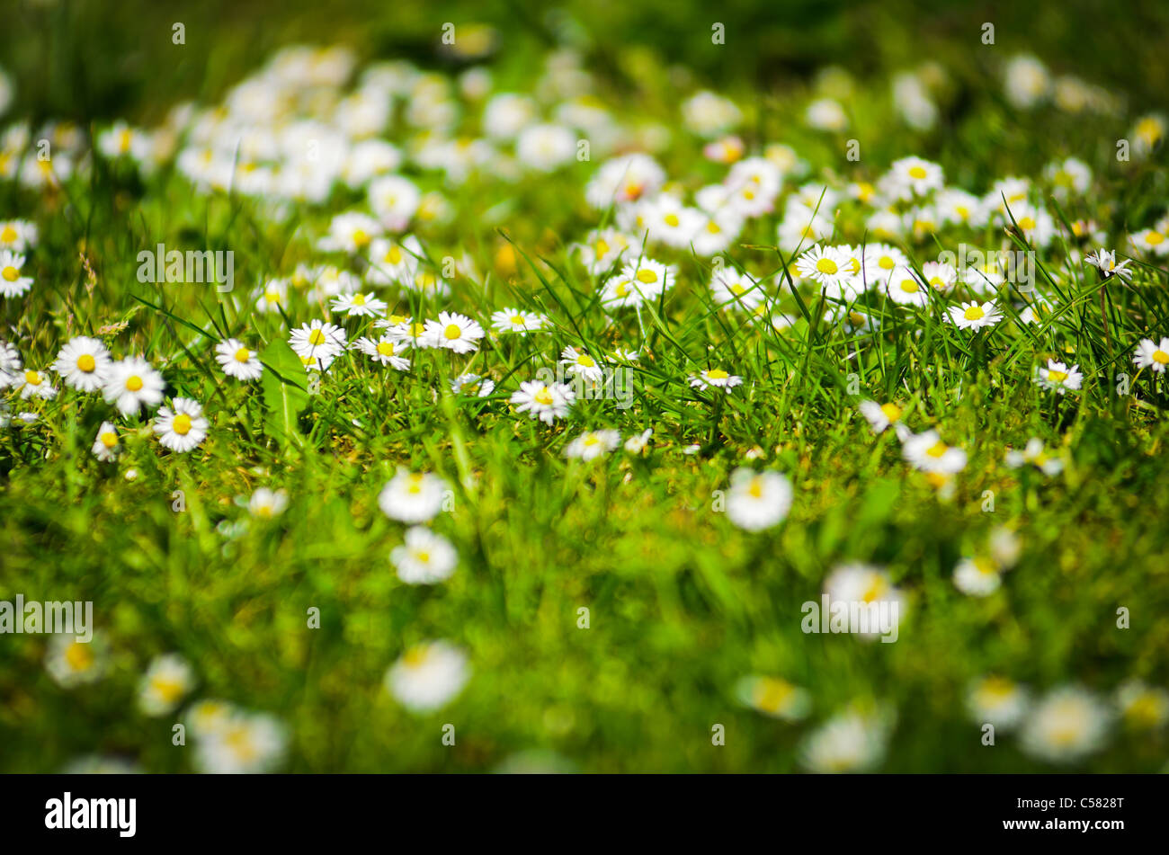Common daises hi-res stock photography and images - Alamy