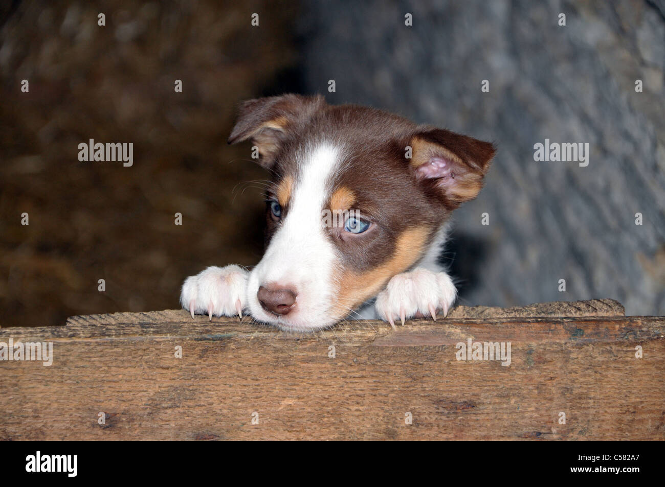 What Do I Feed My 6 Week Old Puppy
