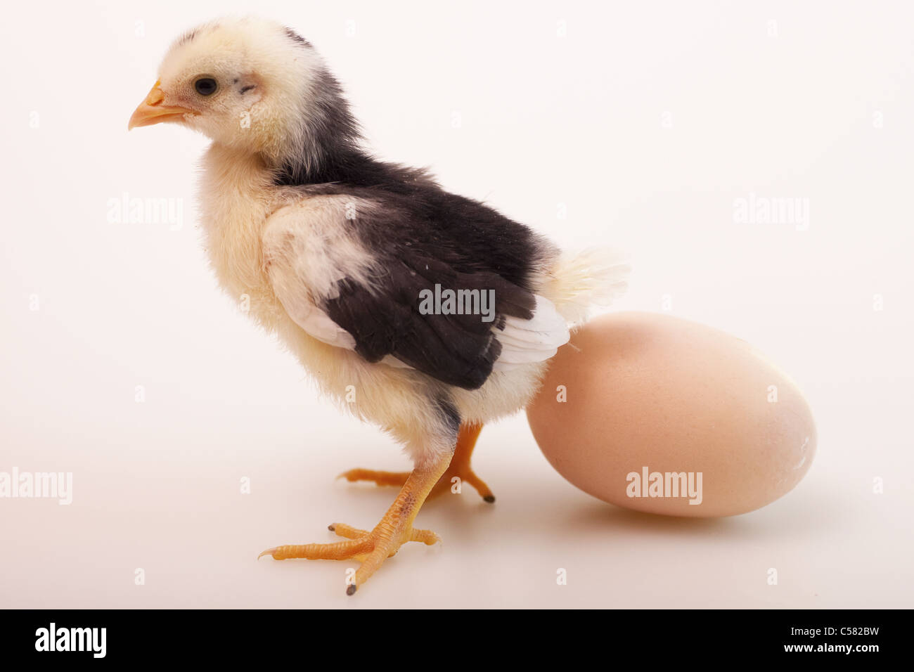Chicken and egg Stock Photo - Alamy