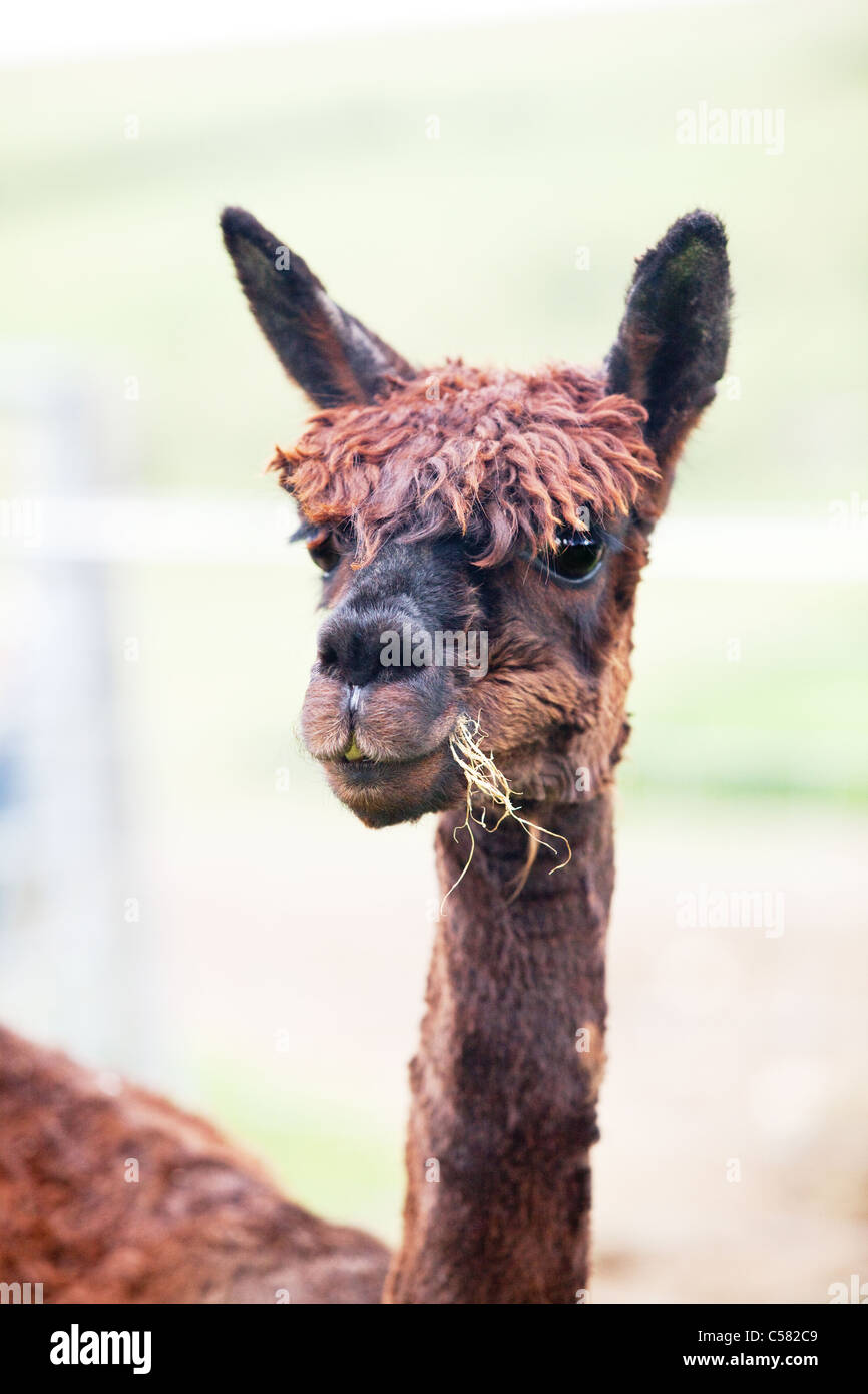 Suri hi-res stock photography and images - Alamy