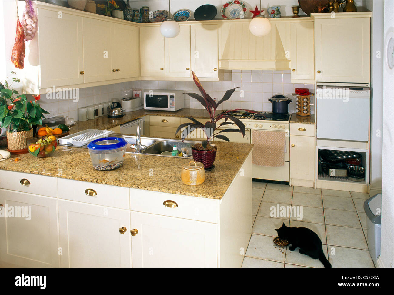 Fitted Kitchen Cat Eating Food Stock Photo - Alamy