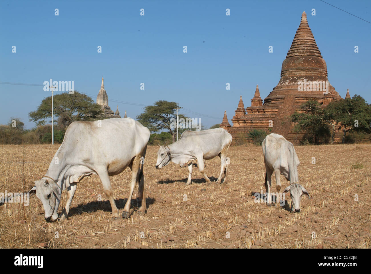 Asia, Burma, Myanmar, Bagan, temple, Shwegugyi, cows Stock Photo - Alamy