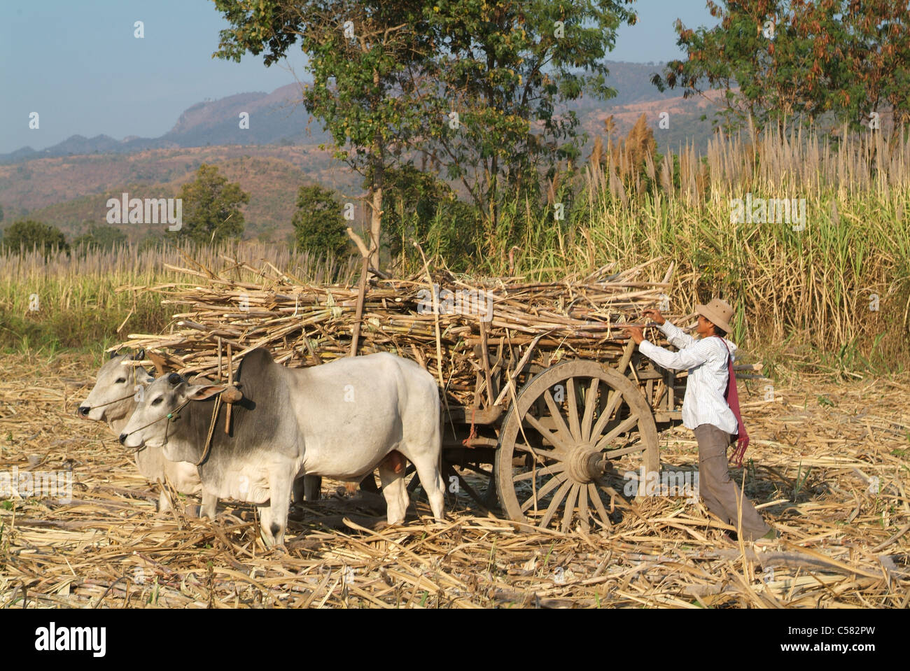 Asia, Burma, Myanmar, Bagan, lake Inle, farmers, oxcart, carts, cart ...
